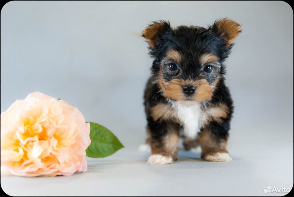 Яркий мальчик йорка