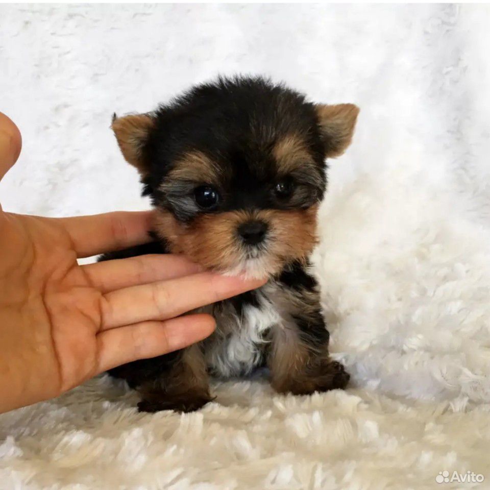 Мини Йорки Милашки