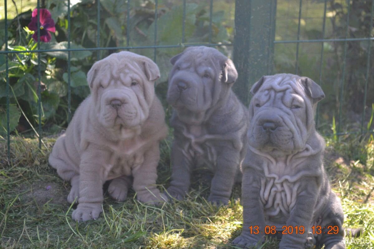 Малыши шарпея