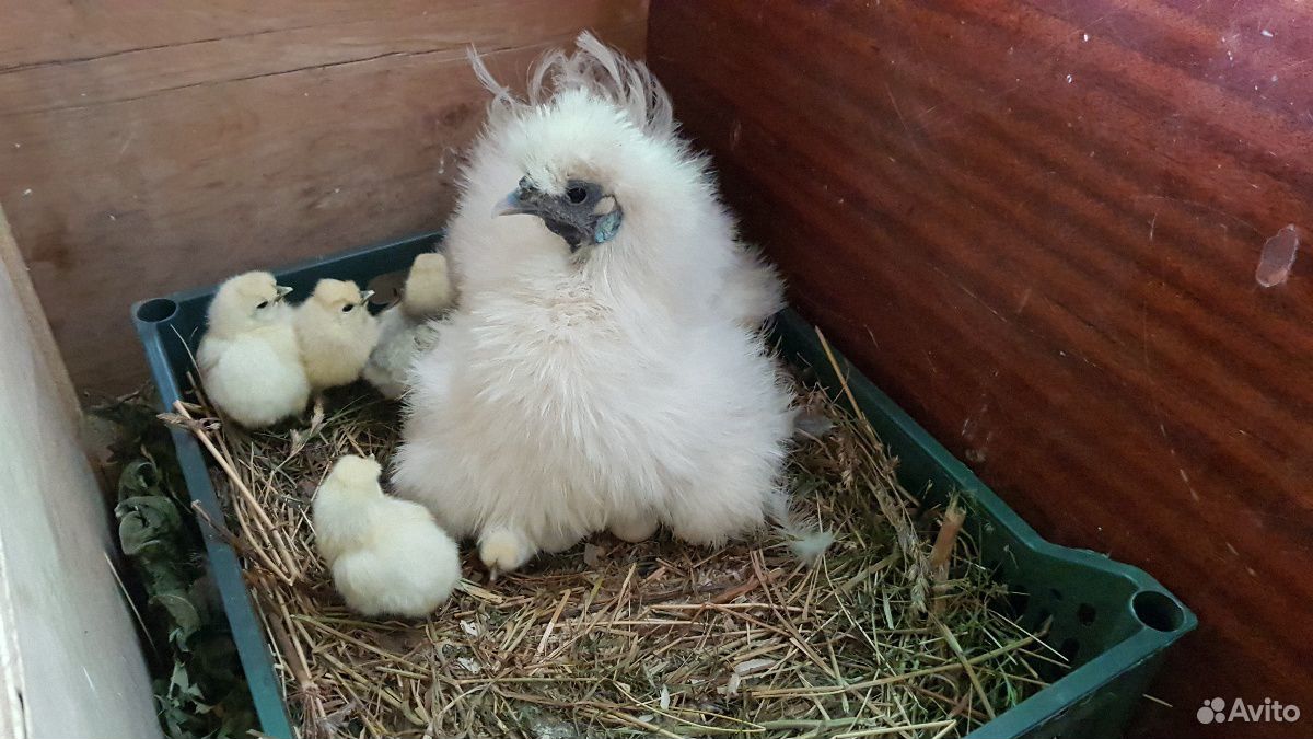 Породные китайские куры,яйцо