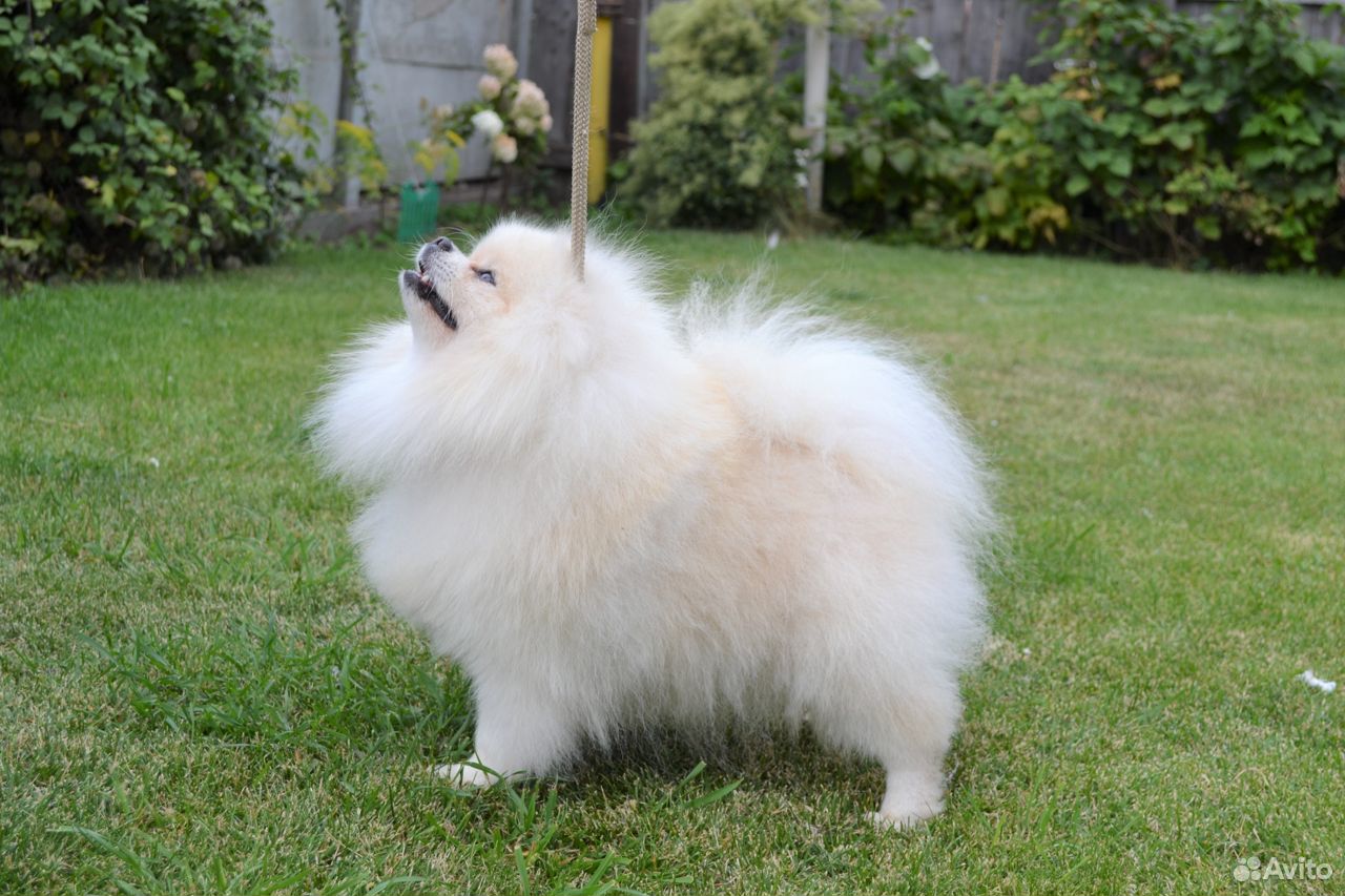 Вязка Шпиц Белый