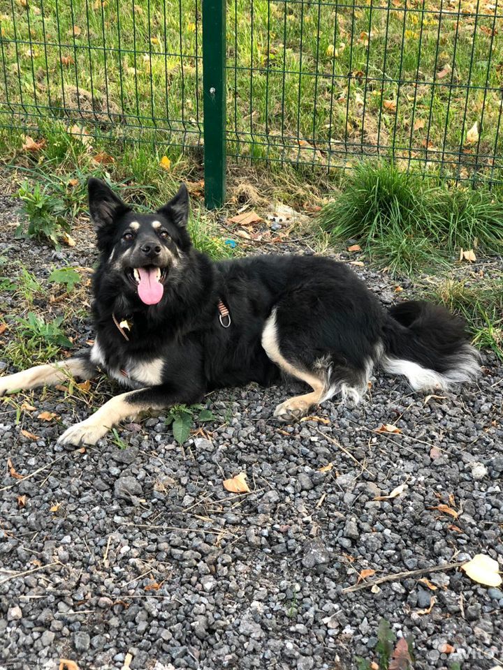 Молодая собака