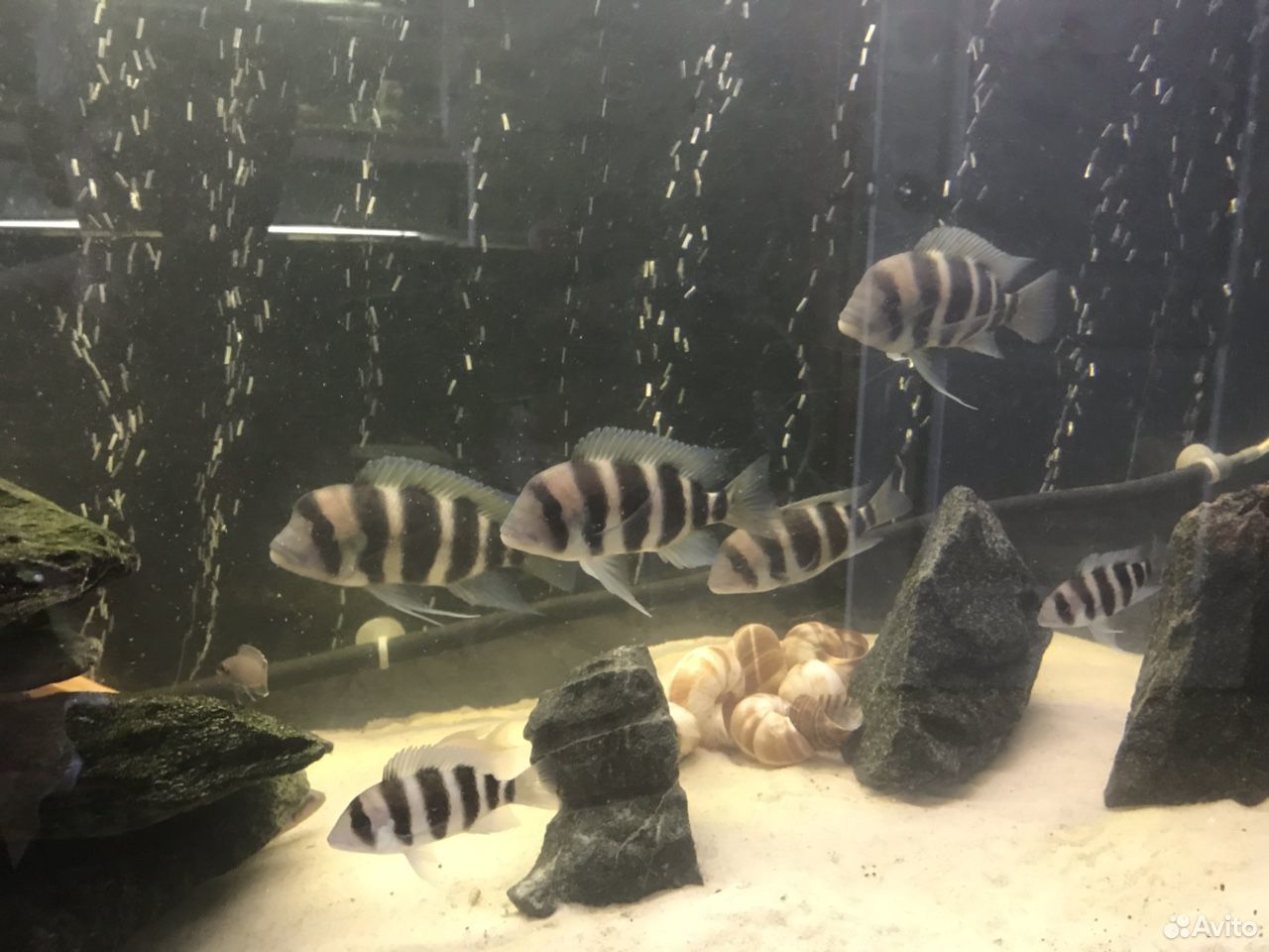 Аквариумные рыбки