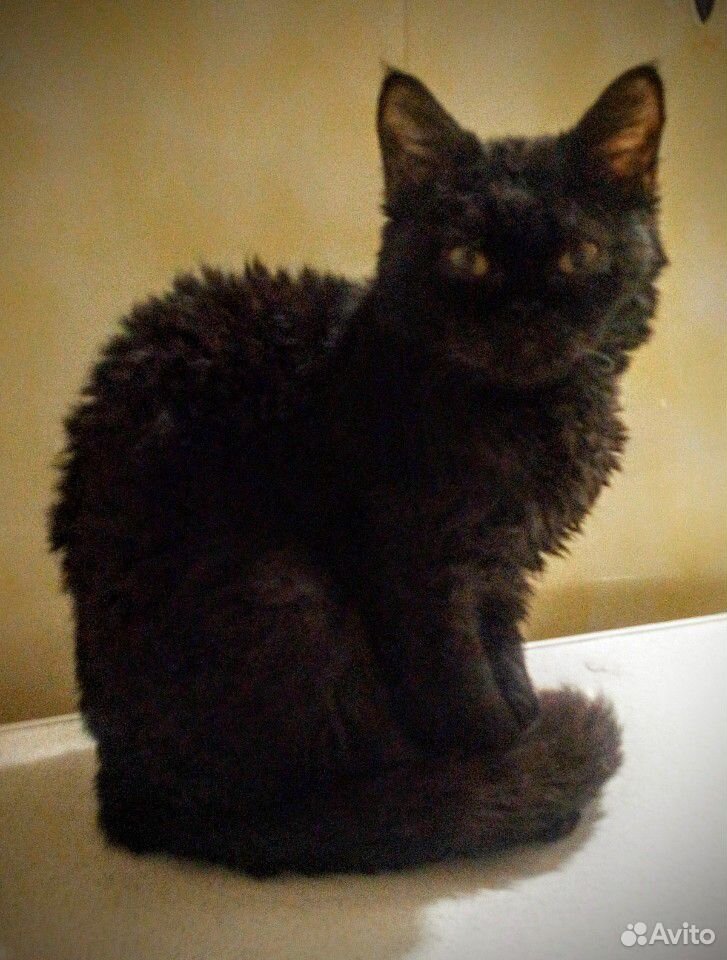 Дарина Кёрли Астра