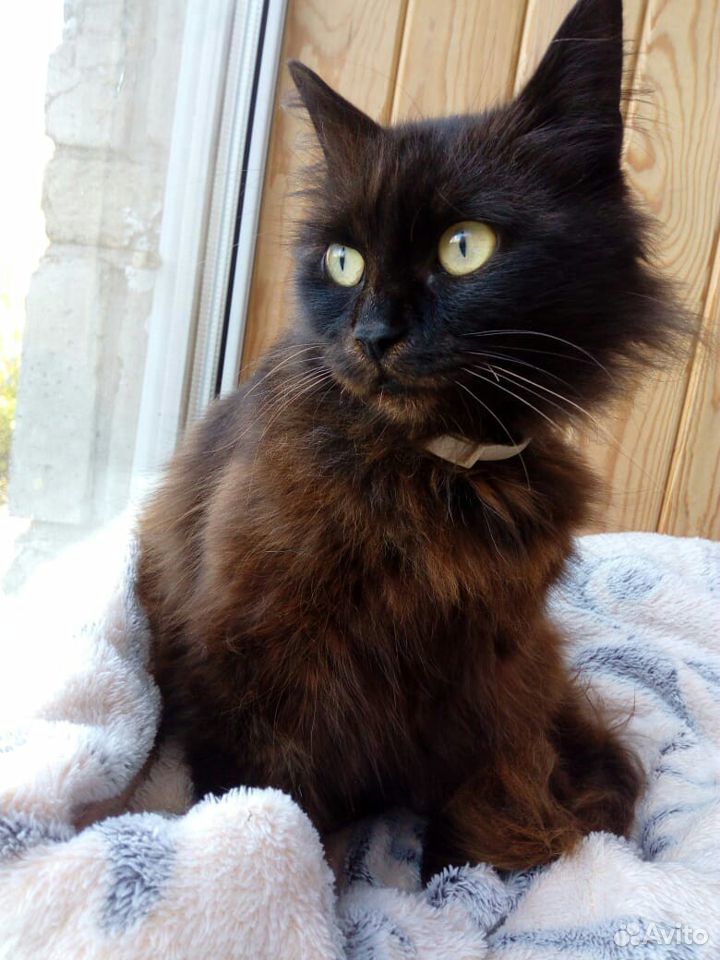 Ищем дом для кошки-чернышки