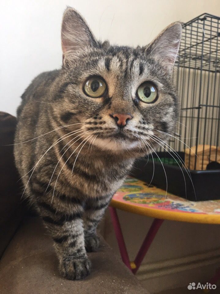 Кошка Тигруша 2,5 года