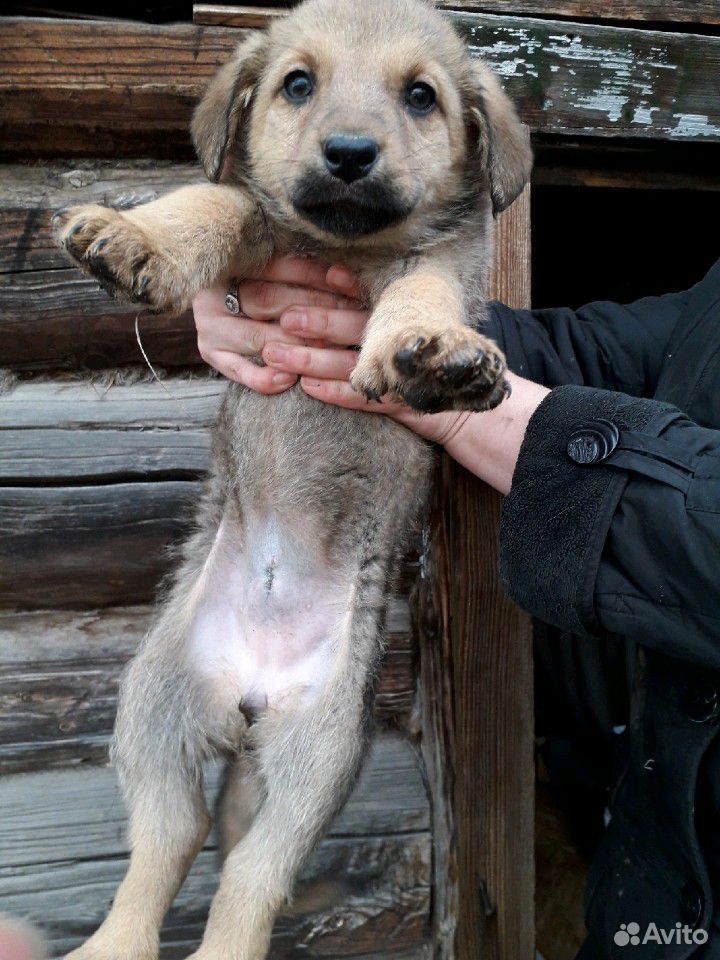 Щенки