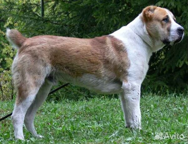 Щенки алабая в самые добрые руки