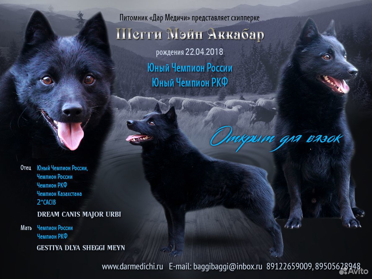 Кобель Шипперке вязка