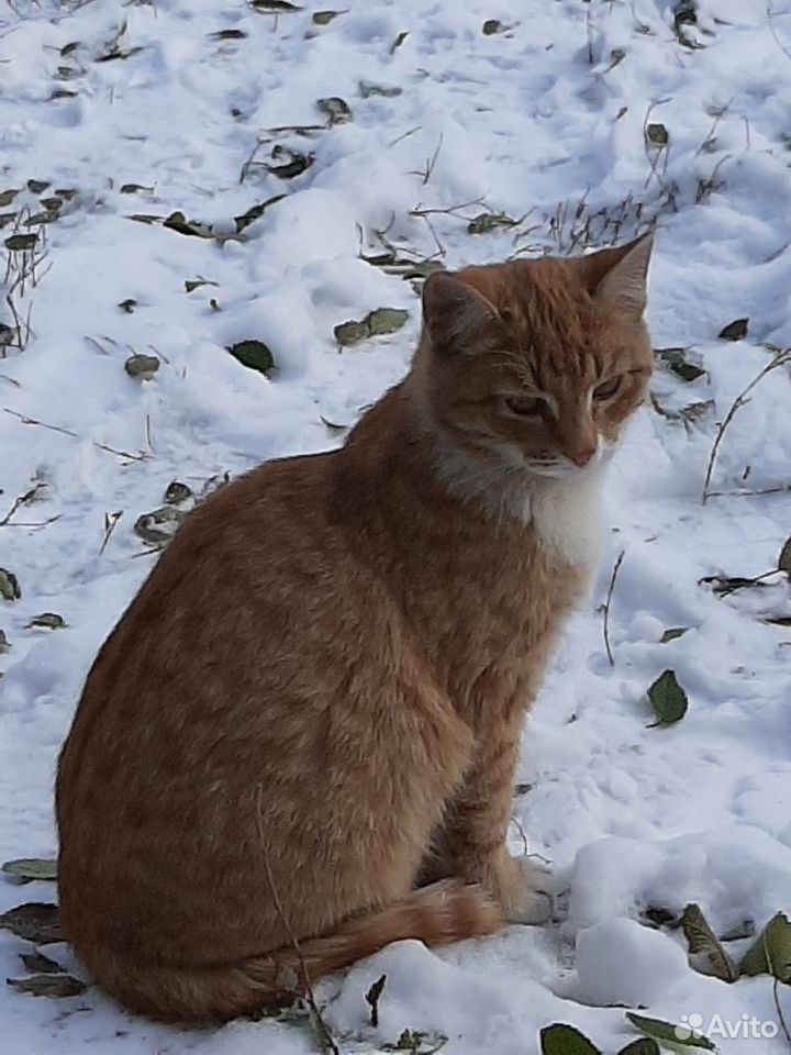 Рыжий котик Яша