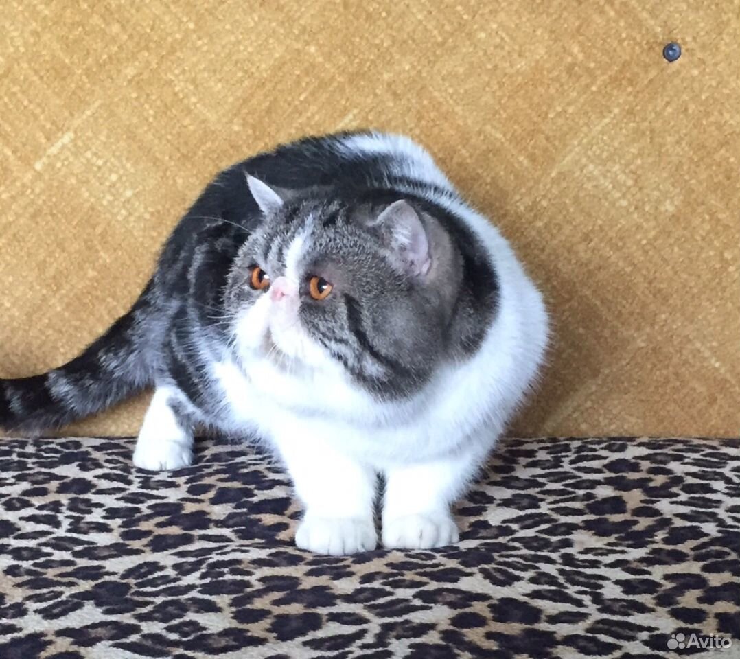 Экзотические короткошерстные