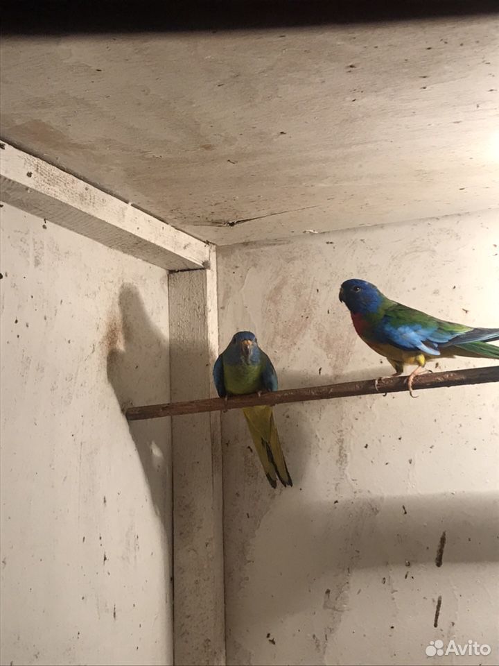 Декоративные певчие птицы