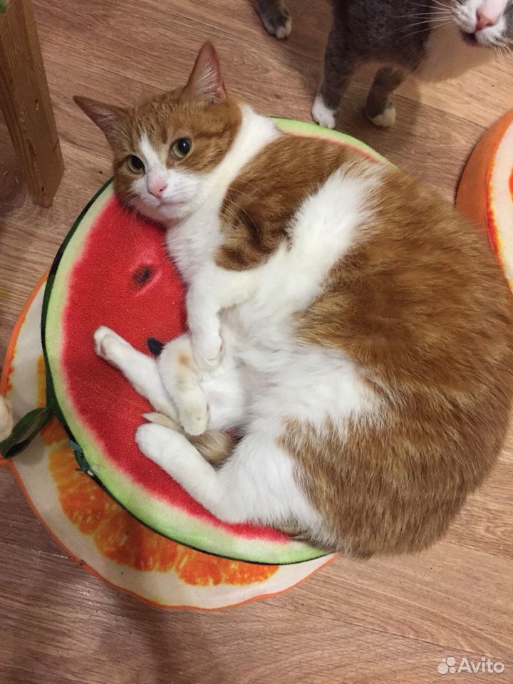 Кошечка Сафи