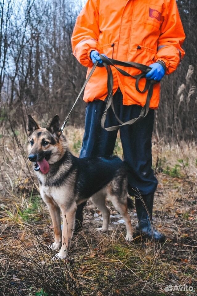 Хорошенькая и очень игривая маленькая собачка