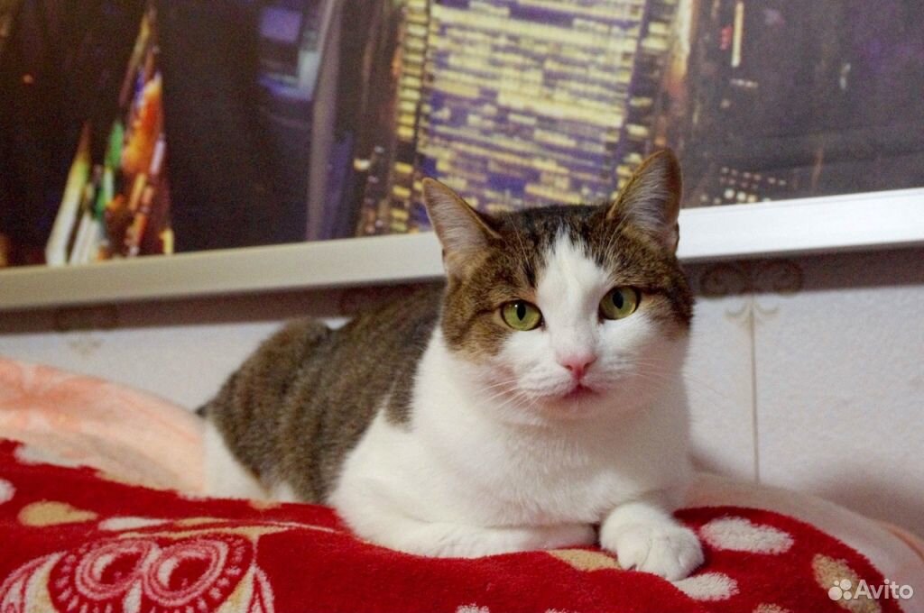 Саманта - идеальная кошка