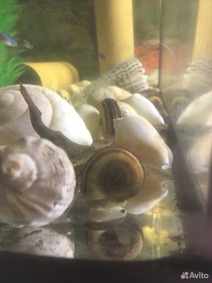 Улитка Мариза