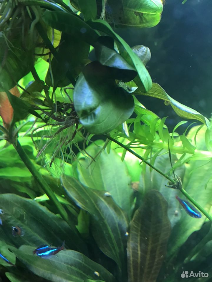 Аквариумное растение медведь Эхинодорус + др