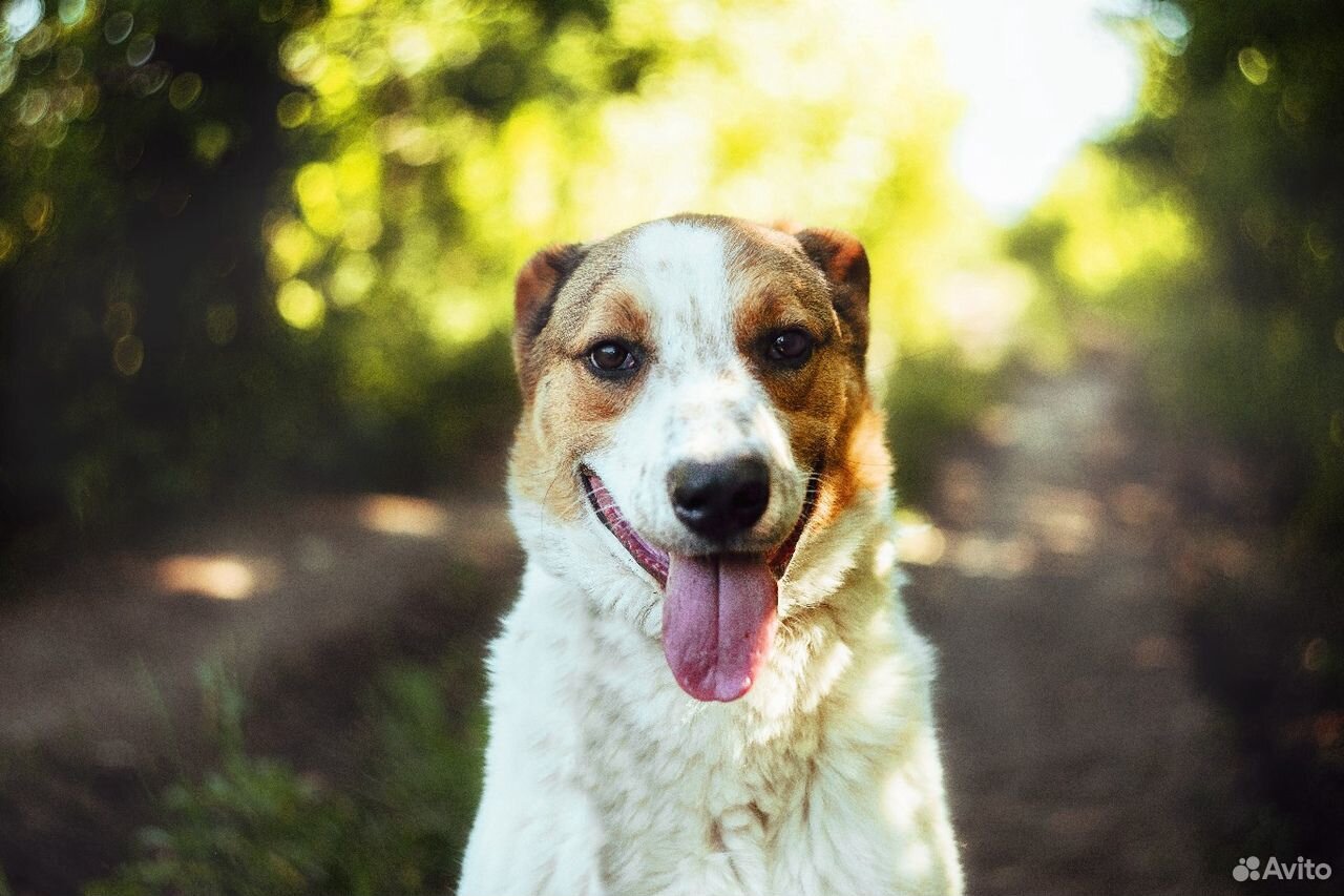 Барбос. Особенная собака в добрые руки