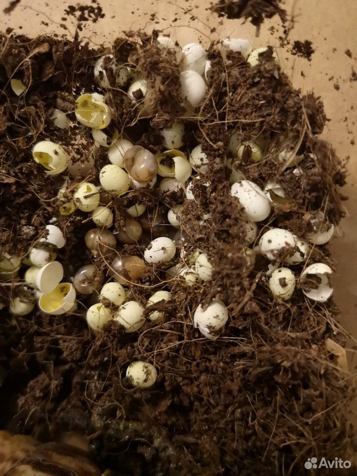 Кладка яиц улитки Ахатина