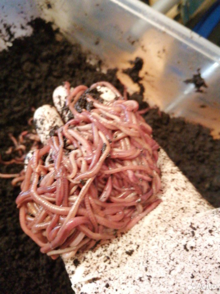 Черьв Старатель и Дендробена