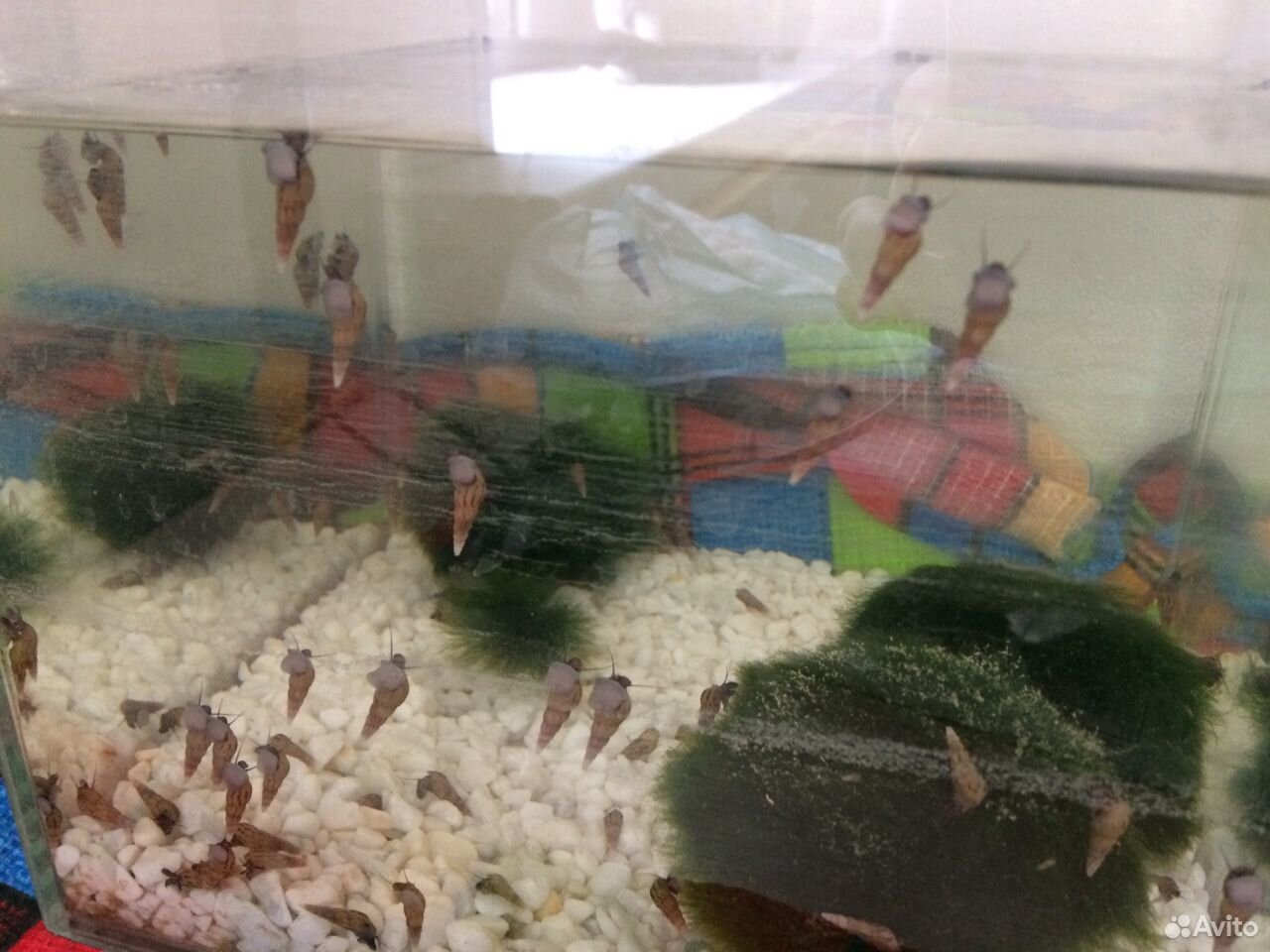 Аквариумные улитки