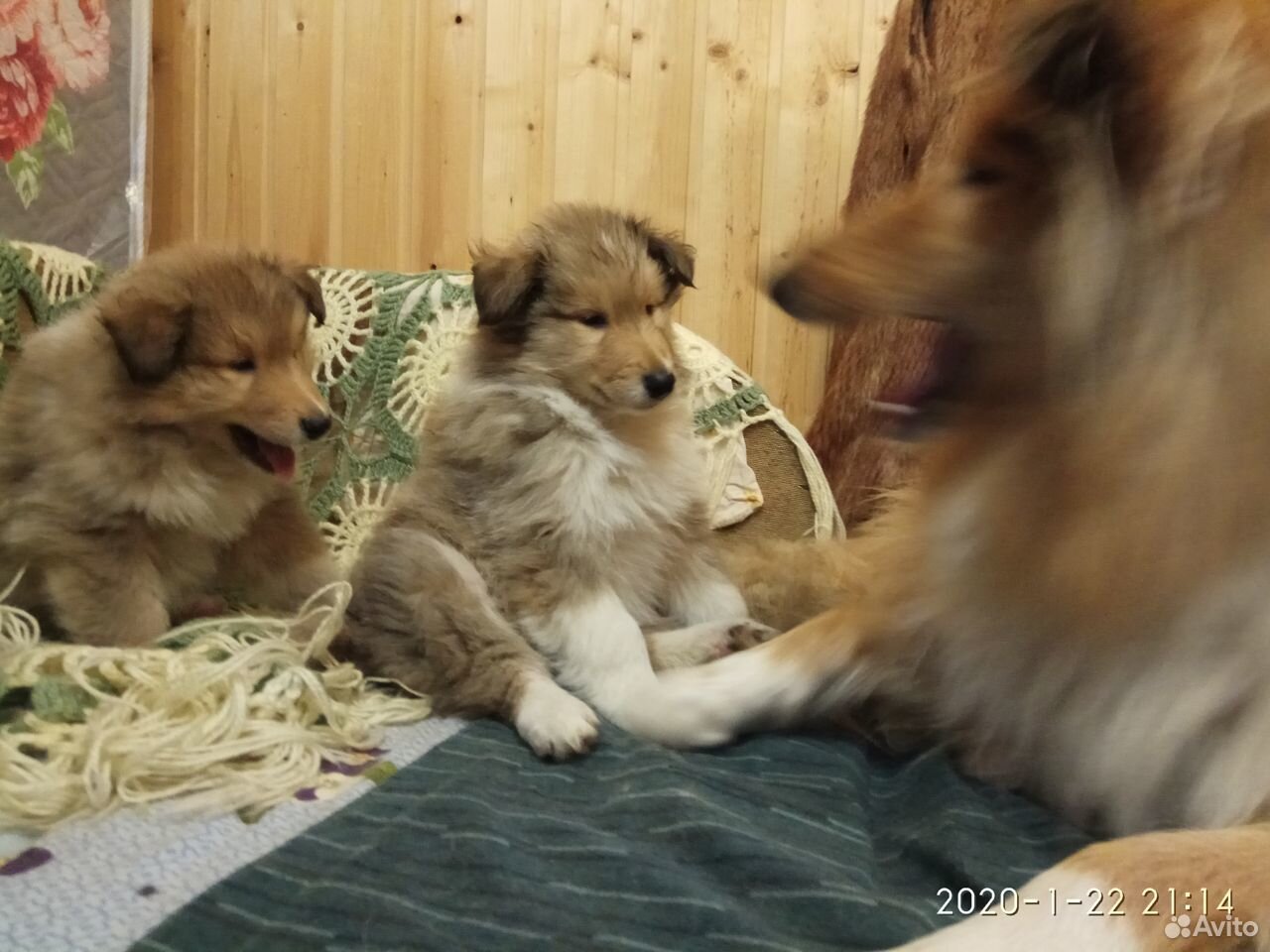 Шенки колли длинношерстный