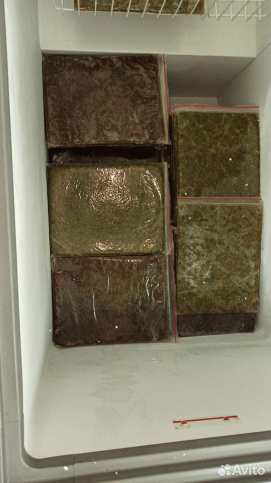 Продаю дафнию и гаммарус