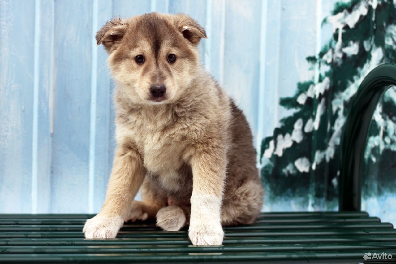 Щенки метисы хаски-лайки