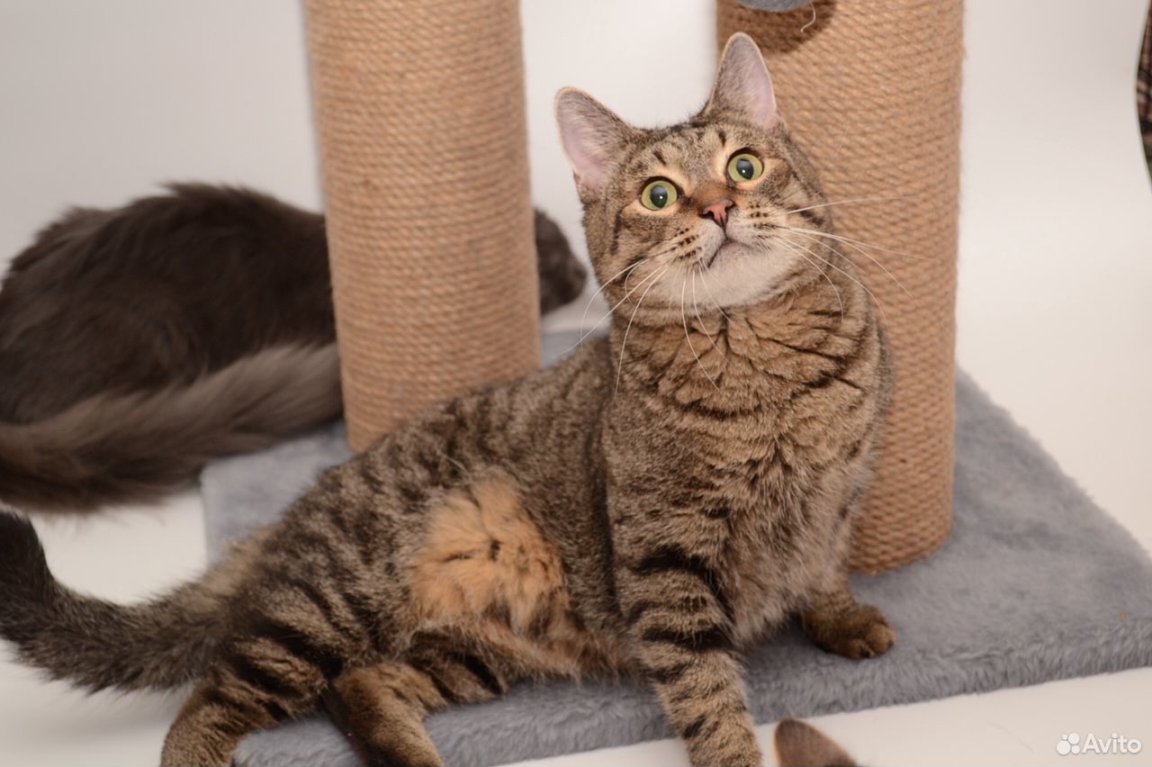 Котик Рубин