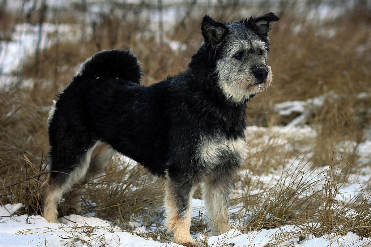 Шикарная Лиза. Метис миттельшнауцера в дар