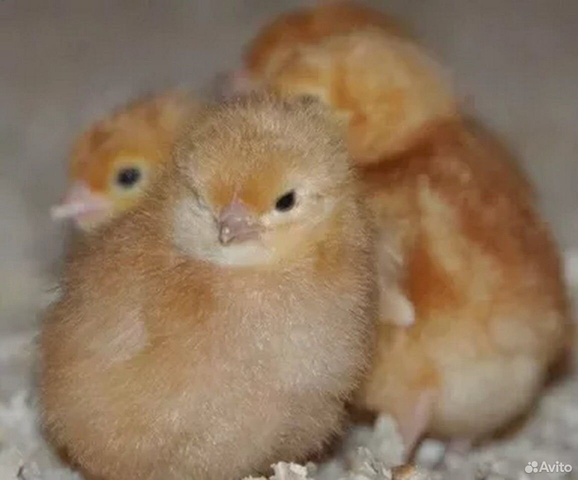 Цыплята