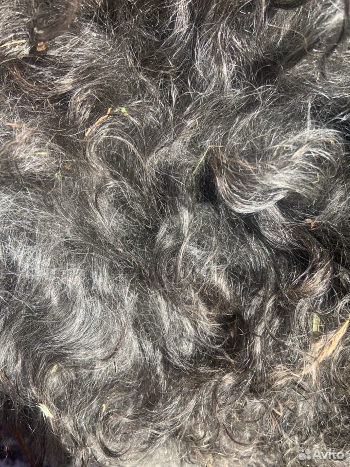 Пуховая коза