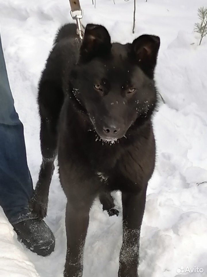 Молодой умный песик в самые добрые ручки