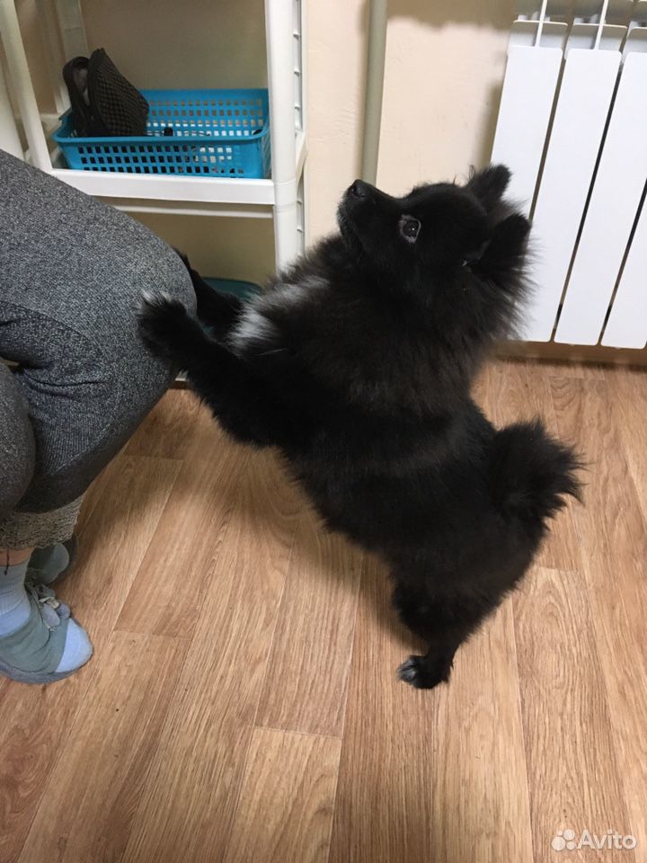 Шпиц