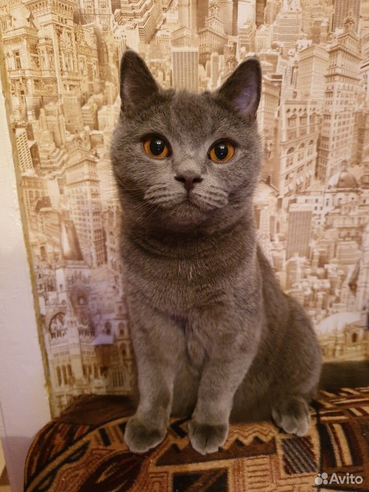 Британская на вязку,ищем котика