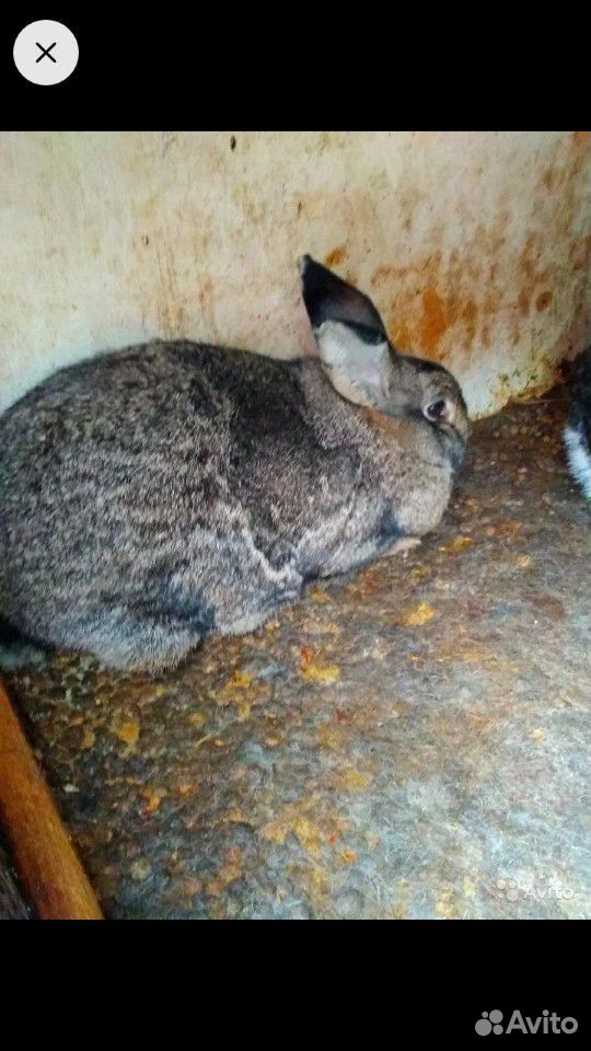 Продам кроликов,есть 4 самца,им 4 мес