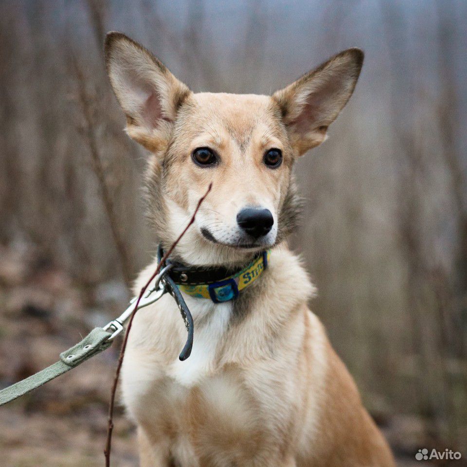 Девочка Лак