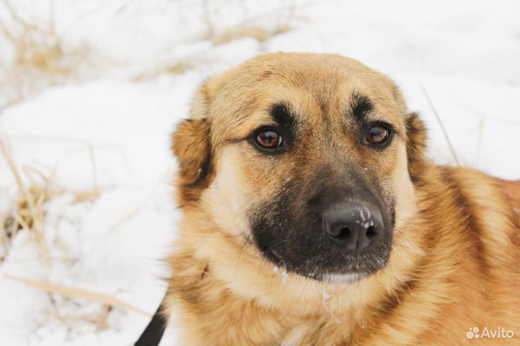 Собака Фокси из приюта ищет дом