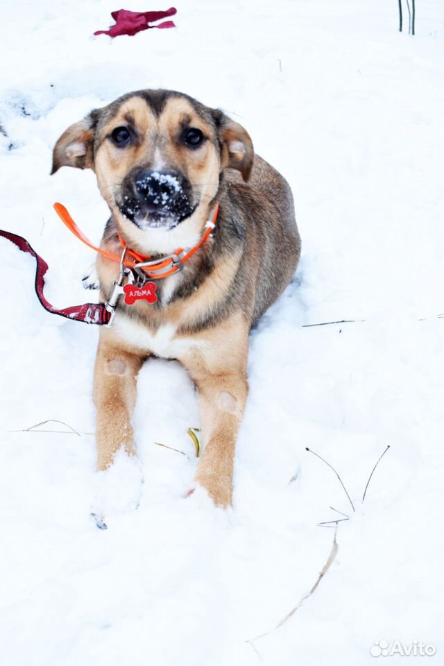 Альма 7 мес в добрые руки