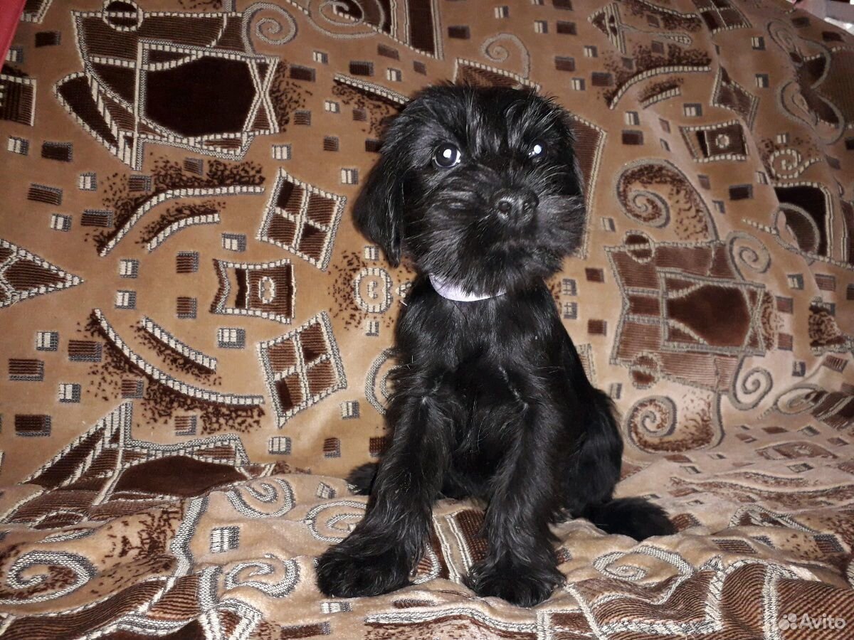 Миттельшнауцер