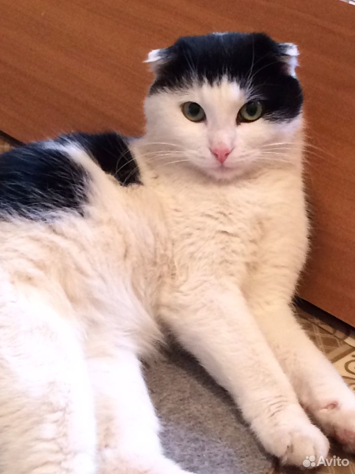 Кастрированный котик