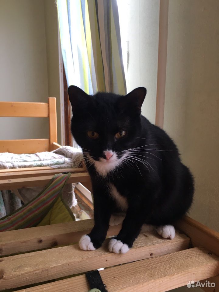 Кошка Гаечка в добрые руки