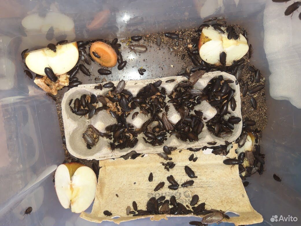 Колония мраморных тараканов