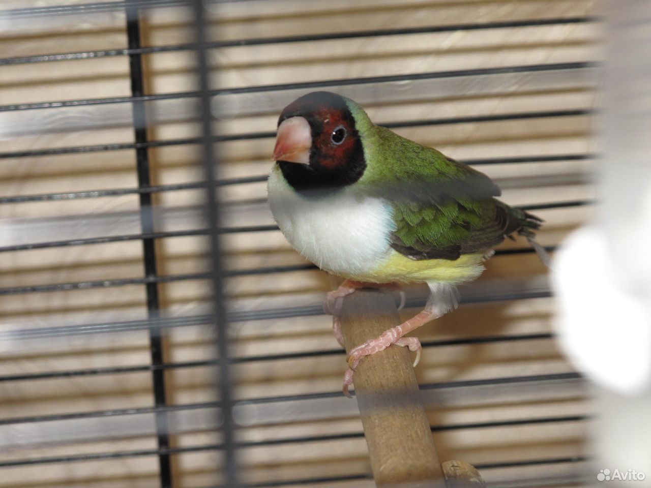 Амадина гульда девочка