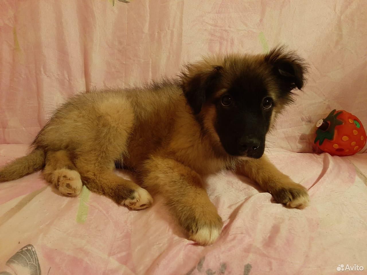 Ищет дом щенок не крупной собачки Арчи