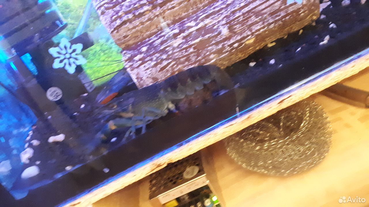 Раки голубые Австралийские