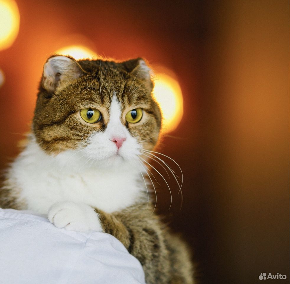 Кошка молодая бесплатно