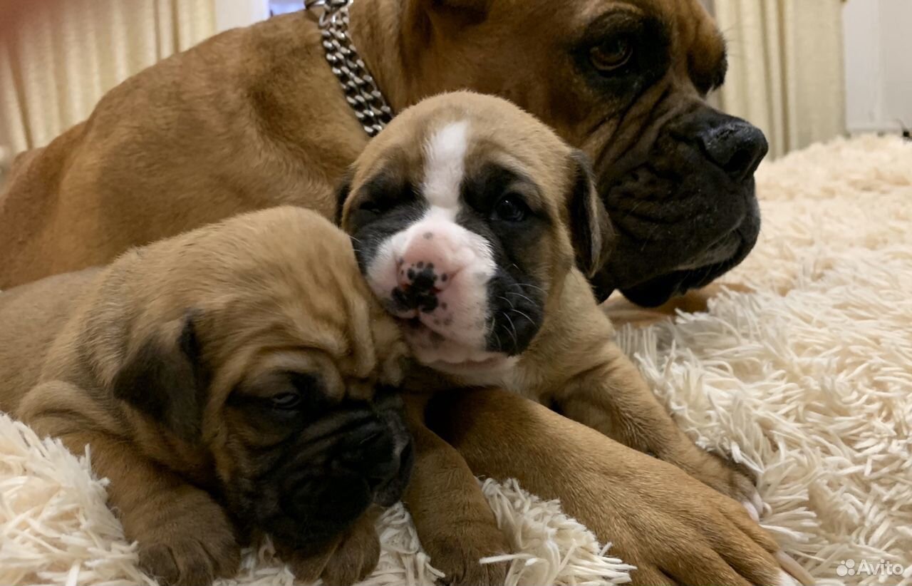 Щенки немецкого Боксера