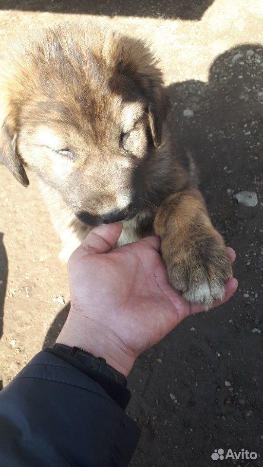 Отдадим щенка в добрые руки