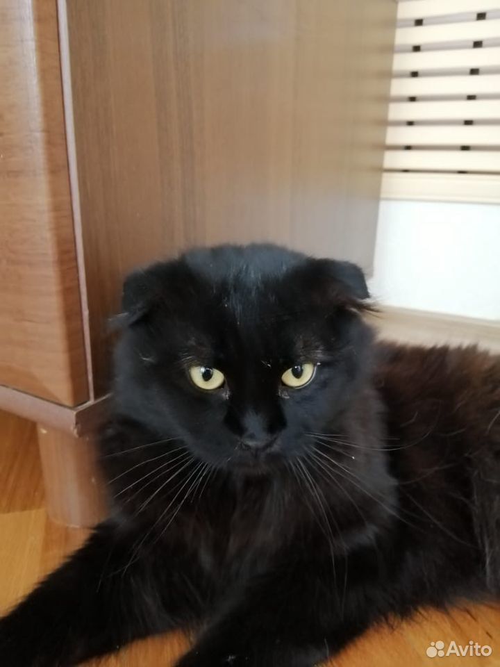 Кот британский вислоухий